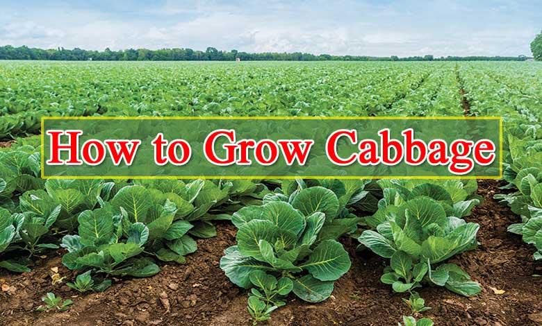 How to Grow Cabbage Full Guide, Its Nutrition and Care - SVG