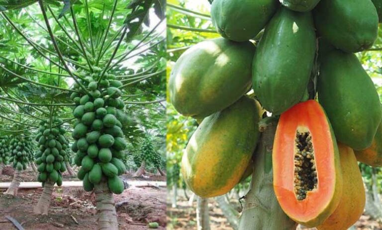 How to Grow Papaya Tree and Planting Guide - SVG