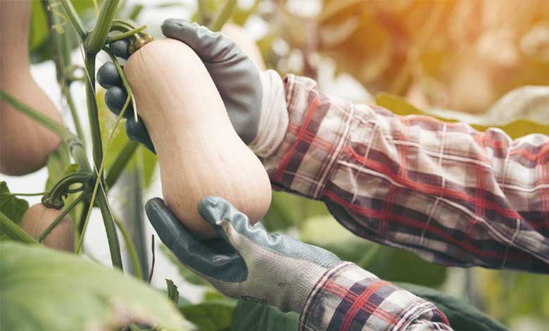 Butternut Squash Cultivation | How to grow butternut squash – ATMJT