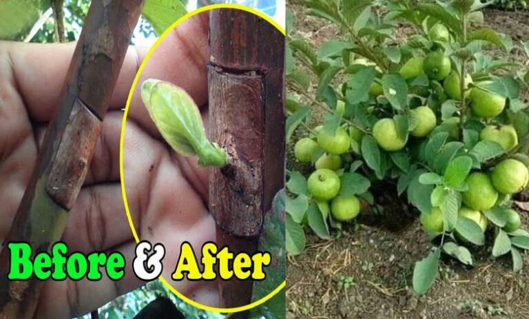 How to Graft Guava Tree, Easy Tips and Tricks - SVG