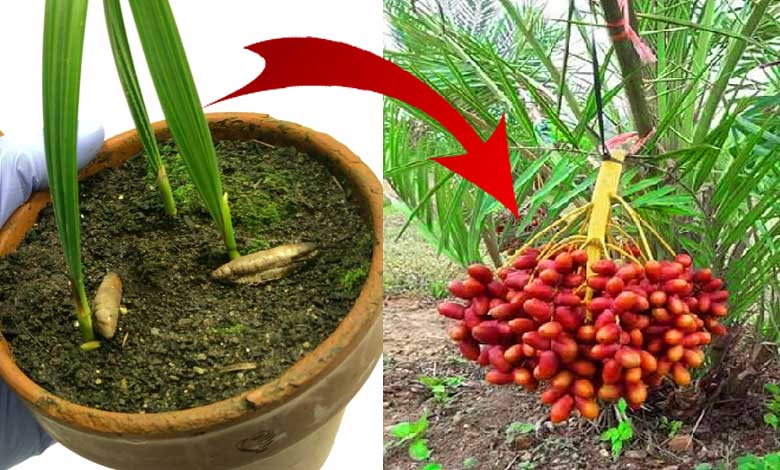 How to Grow Date Plant Tree and Germinate Seeds Full Guideline - SVG
