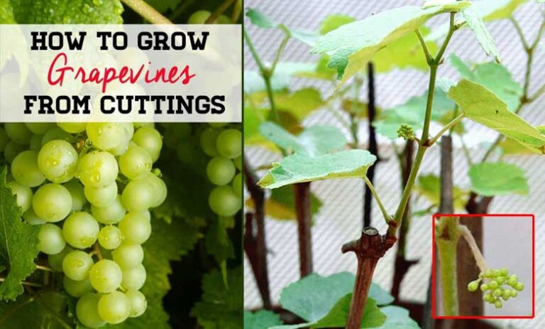 How to Grow Grapes from Cuttings and Propagating Grapes - SVG
