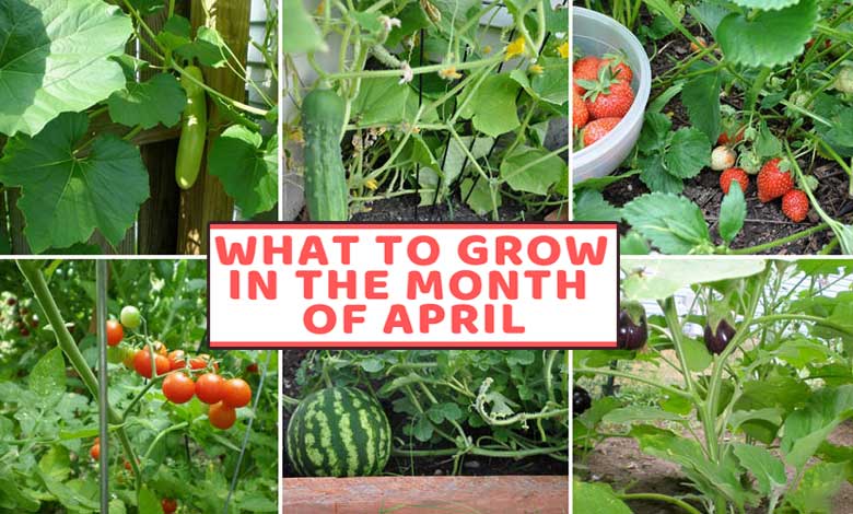 What to Grow in April | Possible 27 Crops to Grow - SVG