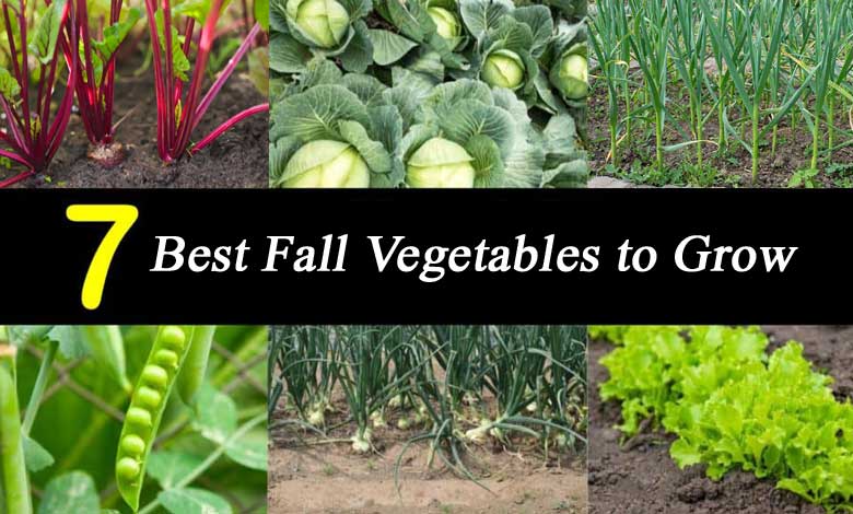 Best Fall Vegetables to Grow with Pictures - SVG
