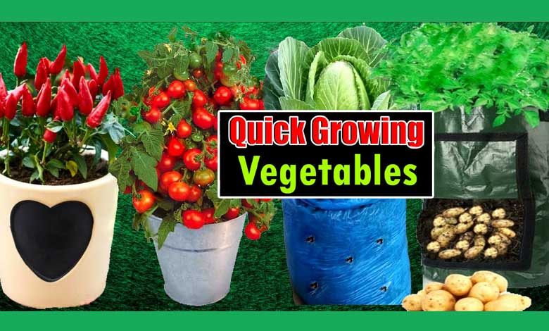 Fastest Growing Vegetable Giving Quick Harvest - SVG