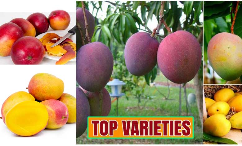 Different Types of Mangoes | Different Varieties of Mango - SVG