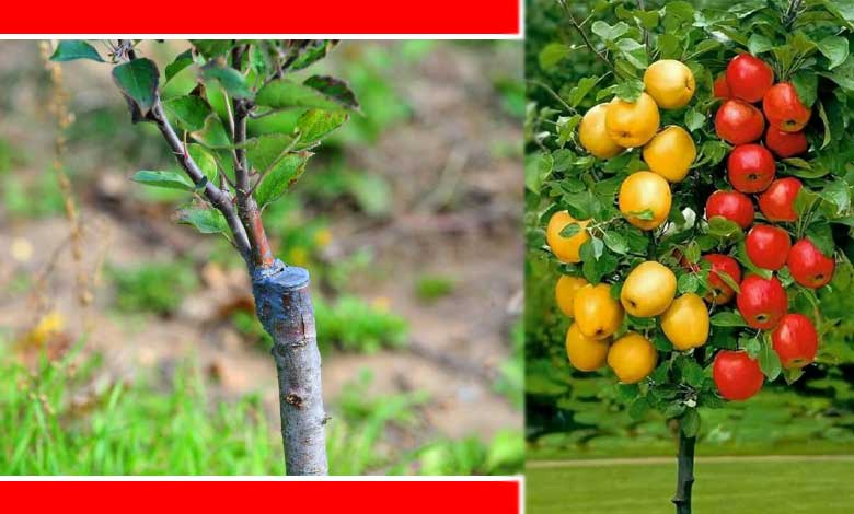 Best Rootstock for Grafting Apple Trees - SVG
