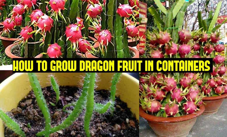How to Grow Dragon Fruit in Pots | Growing Dragonfruit (Pitaya) - SVG