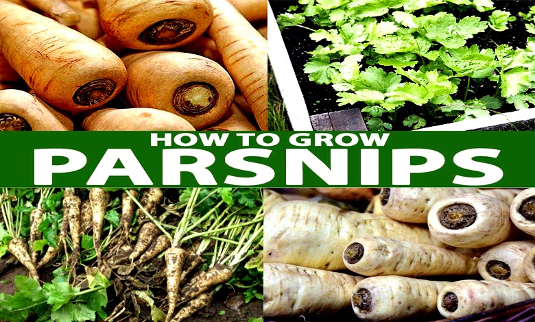 How to Grow Parsnips Plant Harvest Cool Idea - SVG