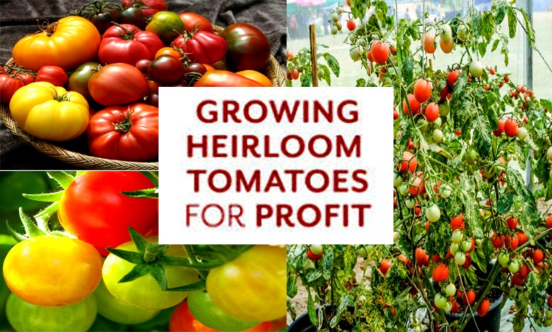 Heirloom Tomato Plants Growing Tips Get Easy Do easy - SVG