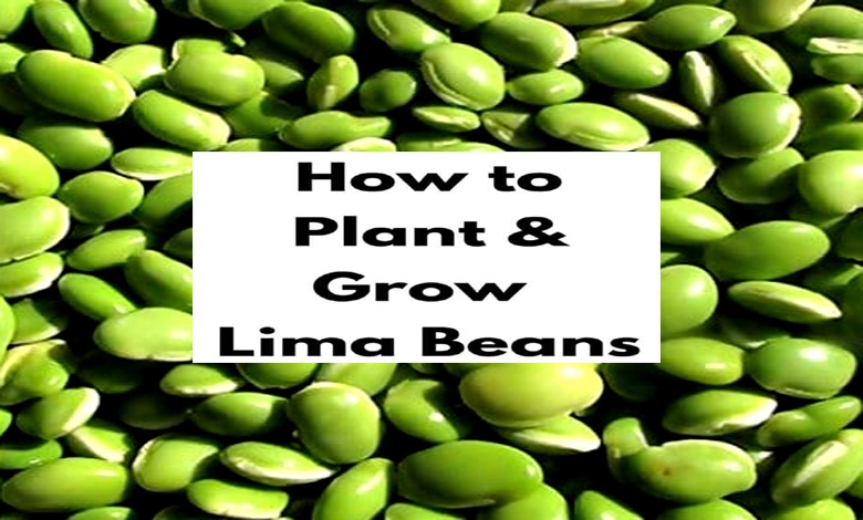 How to Grow Lima Beans Best Tips - SVG