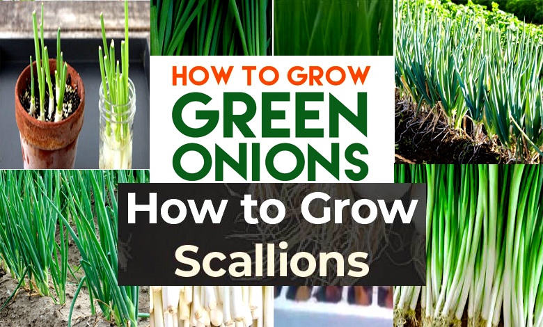 How to Grow Scallions Perfectly In any Season - SVG