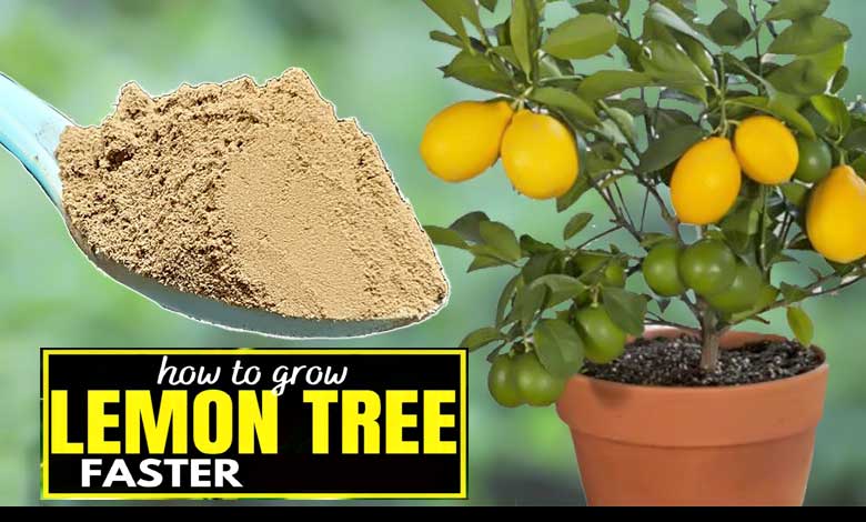 How to Grow Lemon Trees ‍Faster Easy Tips - SVG