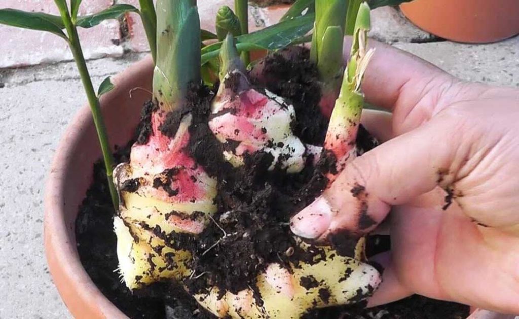 How to Grow Ginger in Pot Easy Tricks and Attendance - SVG