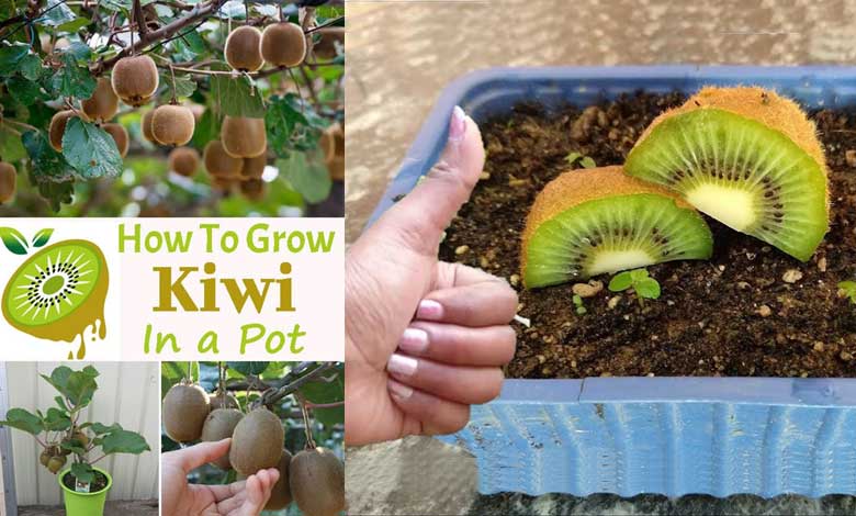 Growing Kiwi in Containers 2x Growing Tips - SVG