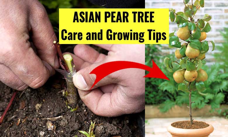 How to Grow Asian Pear Trees Indoor or Pots - SVG
