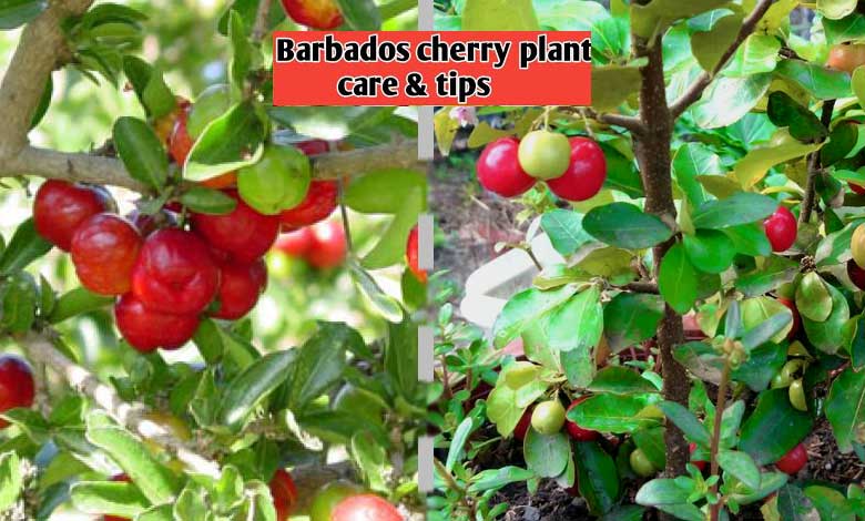 How to Grow Barbados Cherry Care and Tips - SVG