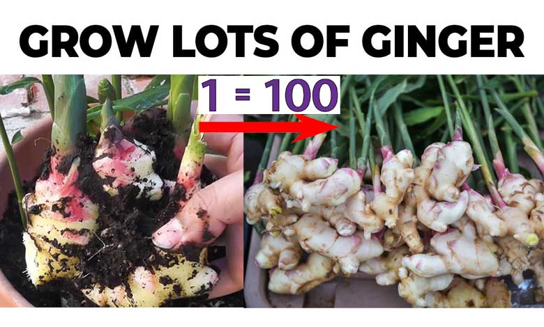 How to Grow Ginger in Pot Easy Tricks and Attendance - SVG