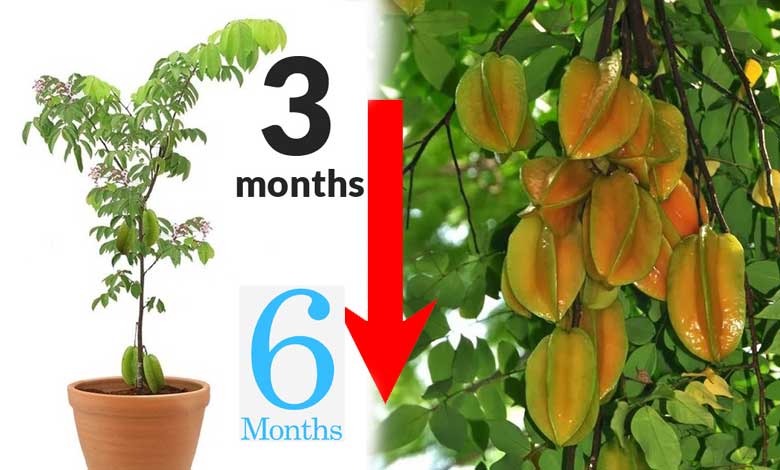How to Grow Star Fruit In Pot Full Guidance - SVG
