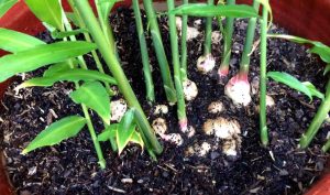 How to Grow Ginger in Pot Easy Tricks and Attendance - SVG