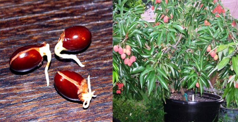 How To Grow Lychee Tree From Seed In Container Just Follow - SVG