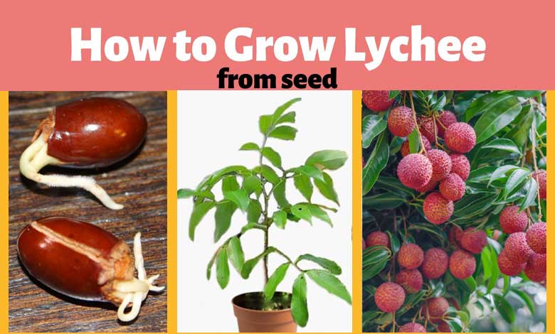 How To Grow Lychee Tree From Seed In Container Just Follow - SVG
