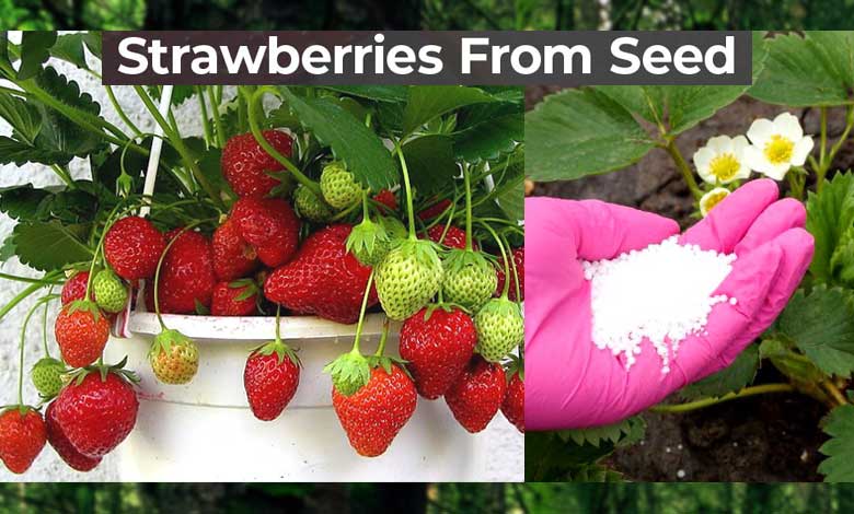 How To Grow Strawberries From Seeds Unbelievable Growth - SVG