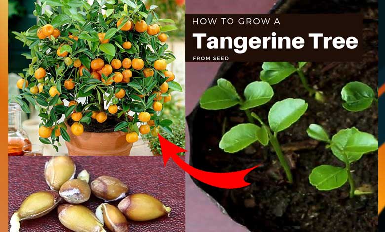 How To Grow Tangerines Tree From Seeds In Pot Get Idea