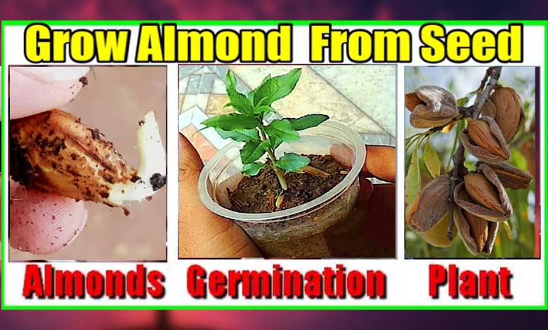 How to Grow Almonds From Seed In Any Condition - SVG