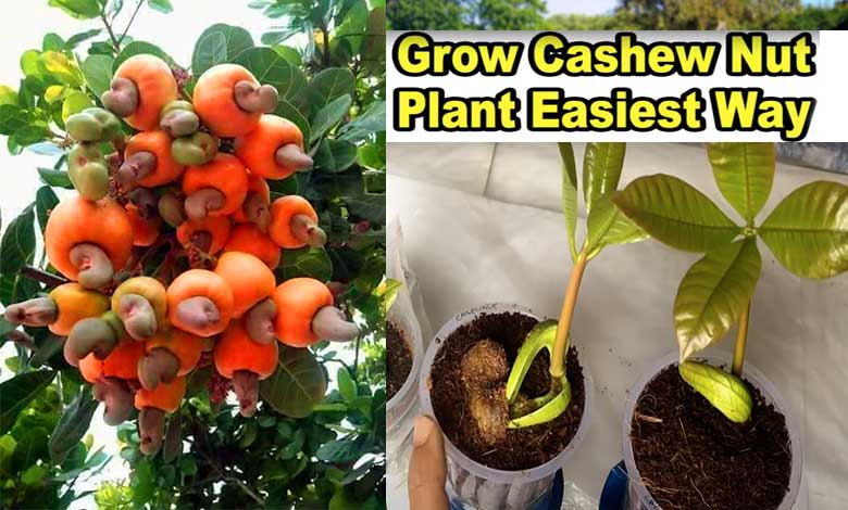 How to Grow Cashew Nuts Safely And Diseases Free - SVG