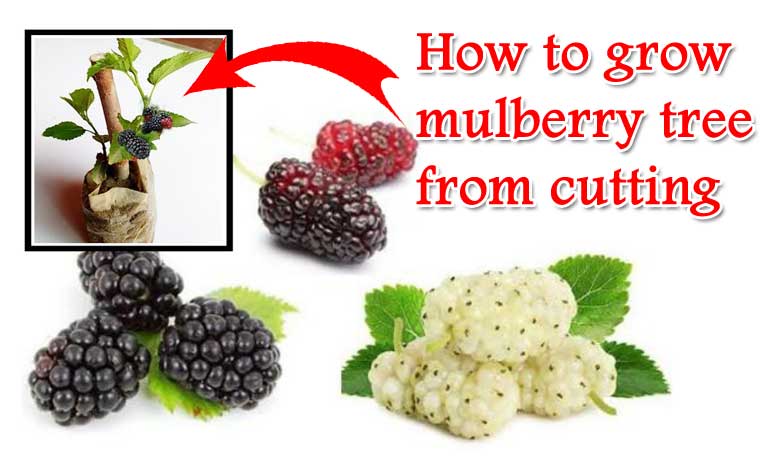 How to Grow Mulberry Tree From Cutting Simple Tips - SVG
