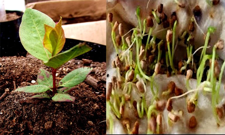 How To Grow Guava In Pot From Seeds And Cuttings - SVG