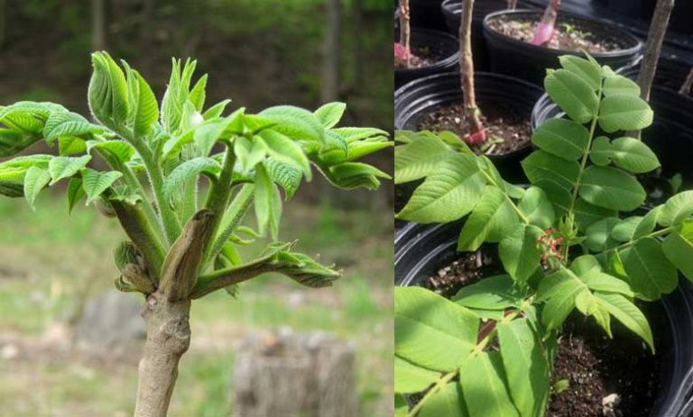 How To Grow Heartnut Tree Growing And Harvesting Ideas - SVG