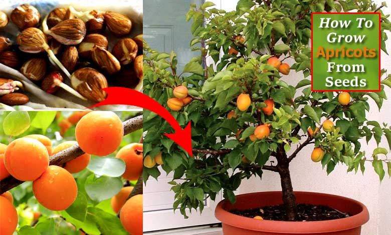 How To Grow Apricots From Seed In Your Garden - SVG