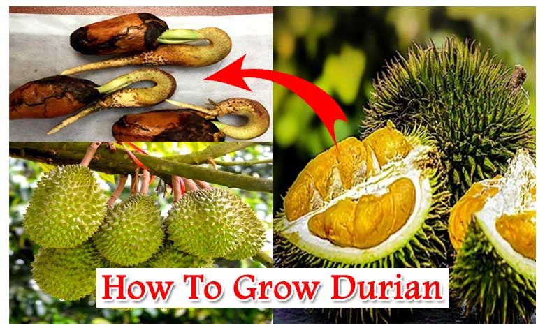 How To Grow Durian All About Durian - SVG