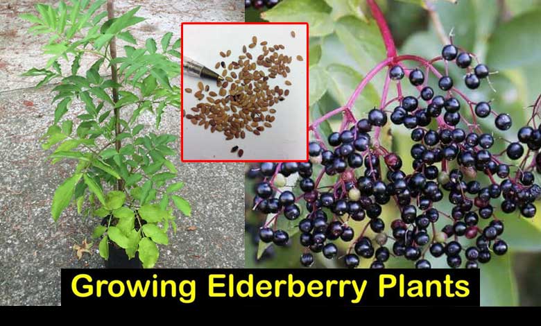 How To Grow Elderberries From Seeds A Complete Guideline - SVG