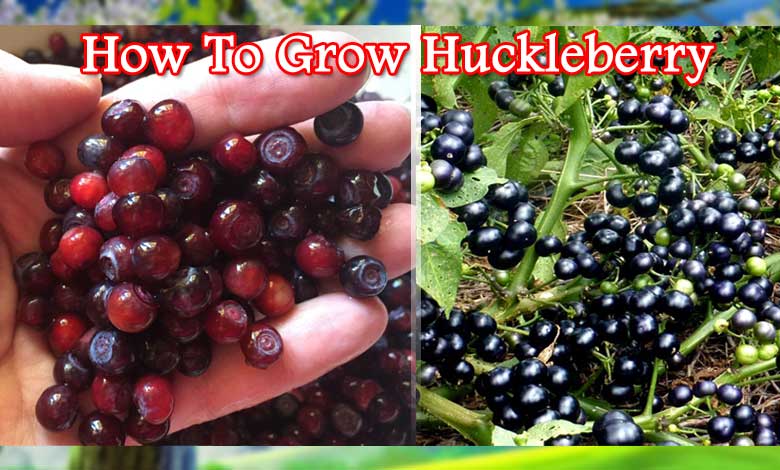 How To Grow Huckleberry Proper Growing Method - SVG