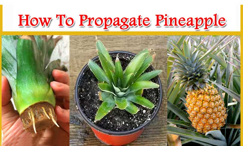 How To Propagate Pineapple From Easy Method - SVG