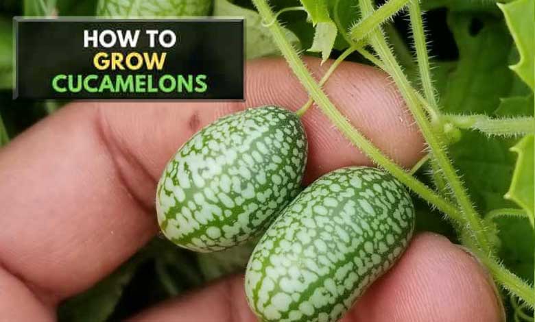 How to Grow Cucamelons in Pots - SVG