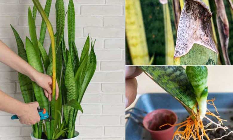How to Grow Snake Plant Faster and Care - SVG