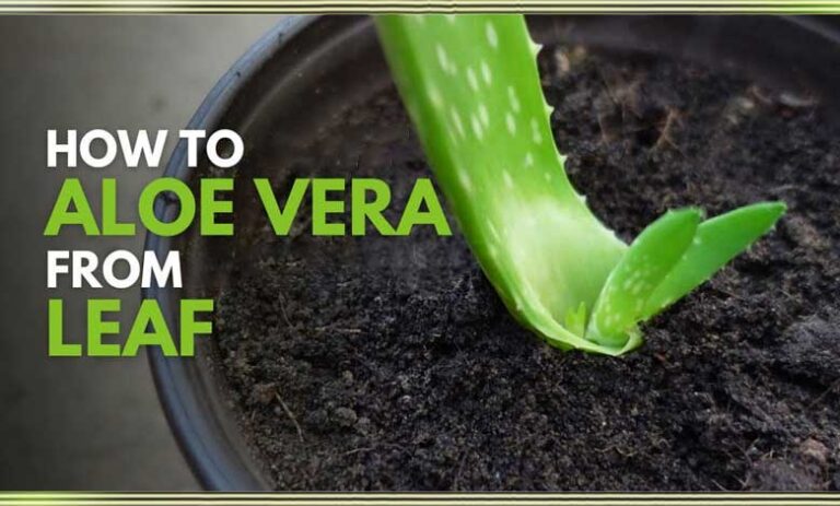 How to Grow Aloe Vera from Leaf Expert Tips - SVG