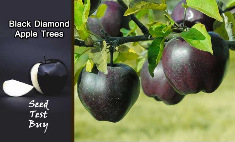 Black Diamond Apple Trees Farming, Seeds Buy Online - SVG